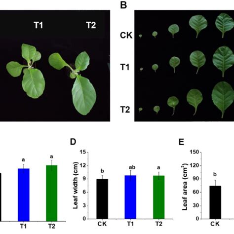 Effect Of Exogenous Application Of 24 Epibrassinolide Ebl On Leaf Download Scientific