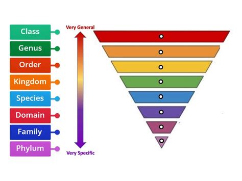 Classification Hierarchy Labelled Diagram
