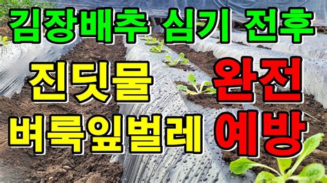 김장배추심는방법 2가지 김장배추심는시기 배추 벼룩잎벌레 진딧물예방법 Youtube