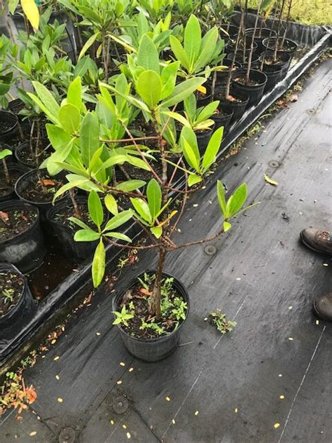 Red Mangrove