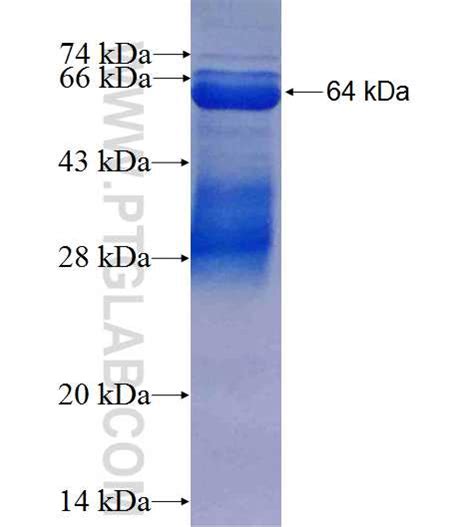 Usp54 Fusion Protein Ag25080 Proteintech