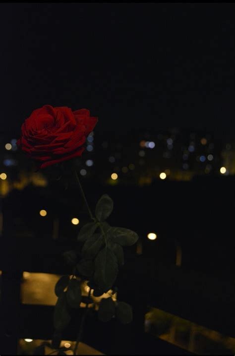 Beautiful Red Rose On Wooden Table
