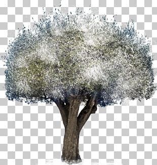 Tree Computer Software PNG Clipart Branch Bushes Computer Software Depositfiles Document