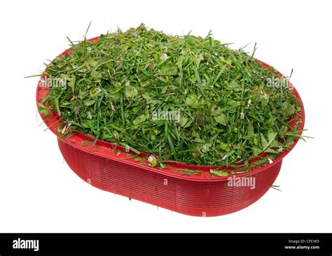 The Red Plastic Container With Chopped Lawn Green Grass Isolated Stock