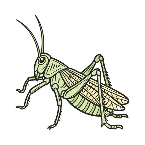 Creative Grasshopper Graphic 7 59079153 Vector Art At Vecteezy