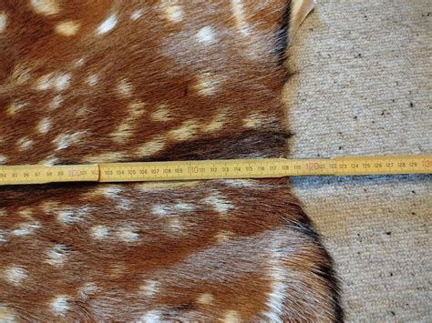 Schönes Echtes Dammhirschfell Deko Jagd Mittelalterkostüme Neu