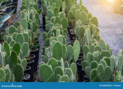 Large Seedlings Of A Blue Variegated American Agave Plant Grown For