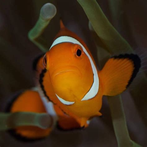 Haynayan Philippine Biology Updates Training Microalgae Workshop