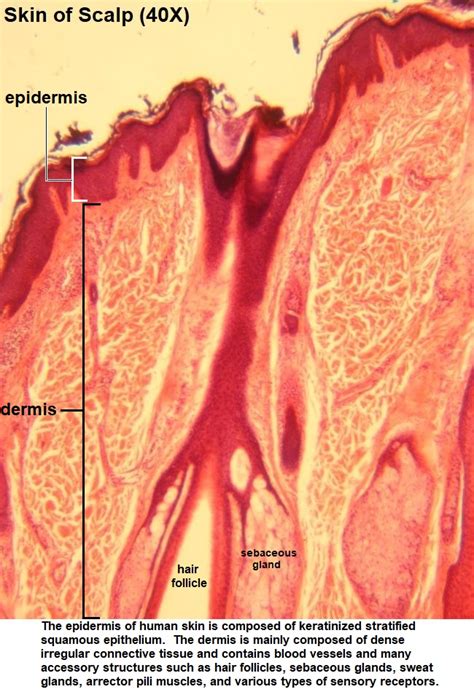 Scalp And Hair Histology Kenhub