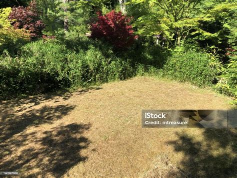 뜨거운 여름 가뭄 후 이끼의 말린 갈색 잔디 잔디 패치와 함께 햇볕이 잘 드는 그늘조경 된 뒤 정원의 이미지 푸시 잔디 깎는 기계와 Strimmer와 깎기 죽은 패치 잔디를