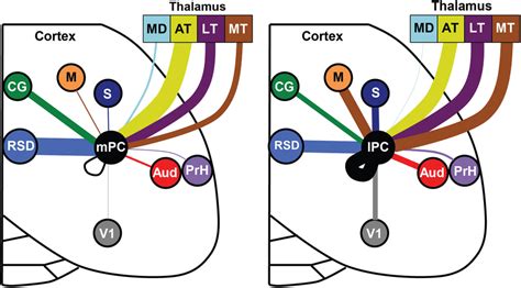 distinct input patterns for medial vs lateral parietal cortex each