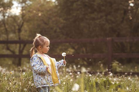 화창한 여름 저녁에 민들레를 불고 있는 3년의 행복한 아름다운 소녀 자연 속에서 신선한 공기를 마시는 아이 석양 2 3 살에 대한 스톡 사진 및 기타 이미지 Istock