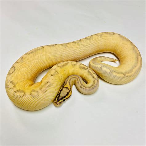 mardi gras ball python male 2022m01 bhb reptiles