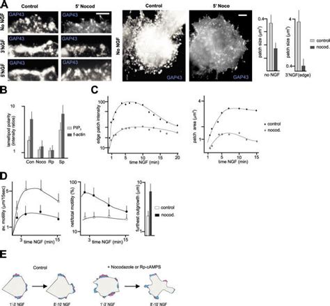 Raft Patch Clustering And Organized Protrusive Motility At The Leading Download Scientific