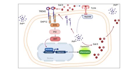 Increased Gal 3 Mediates Microglia Activation And Neuroinflammation Via The Trem2 Signaling