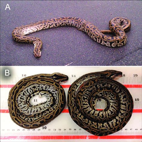 A Aberrant Labyrinth Patterned Python Bivittatus First Documented On