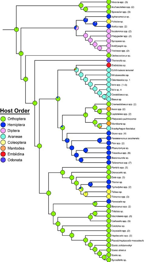 Maximum Likelihood Ancestral State Reconstruction Of Host Relationships Download Scientific
