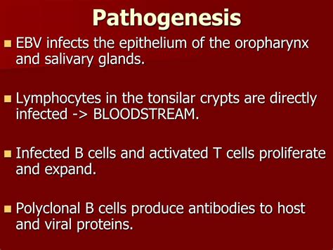 Ppt Epstein Barr Virus Ebv Or Hhv 4 Powerpoint Presentation