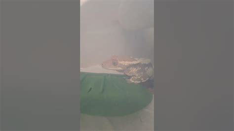 나뭇잎 위에서 쉬고있는 도마뱀 구름이 Youtube