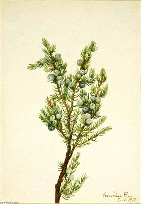 Museum Kunstreproduktionen Berg Juniper Juniperus Sibirica 1917 Von