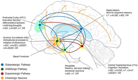 Brain Sciences September 2015 Browse Articles
