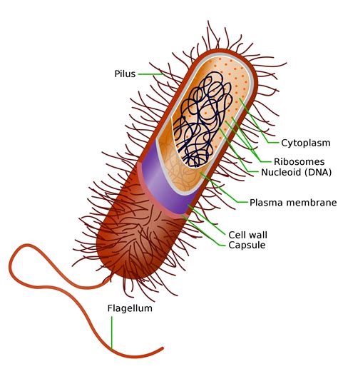 Prokaryotes Background College Biology Ii Laboratory