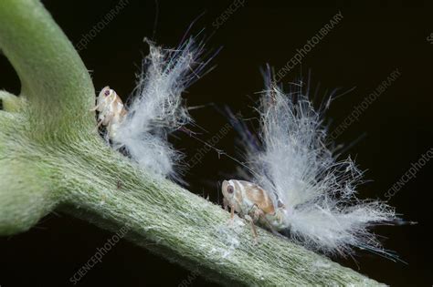 Planthopper Nymph Stock Image C0286915 Science Photo Library
