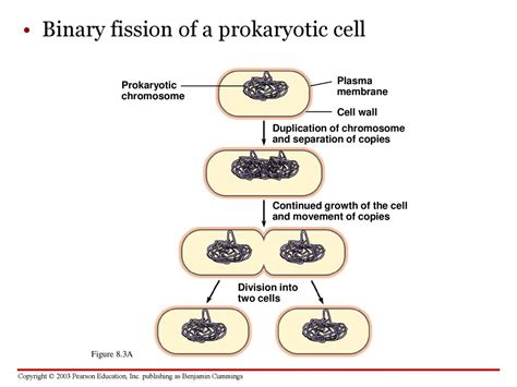 Chapter 8 The Cellular Basis Of Reproduction And Inheritance Ppt Download