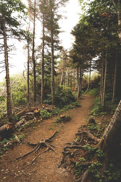 Gaspésie 경치 경치가 좋은 고독 고요한 광야 구름 숲 나무 덤불 독특한 등산로 땅콩 때묻지 않은
