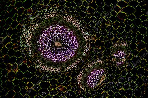 Radish Leaf Light Micrograph Stock Image C0603690 Science Photo