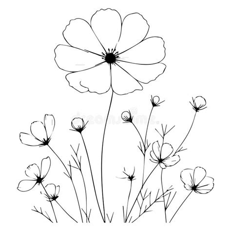 Cosmos Drawings Stock Illustrations 661 Cosmos Drawings Stock