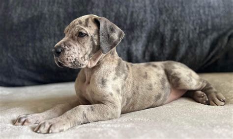 Full Euro Akc Blue Merle Female Great Dane Great Dane Puppies For