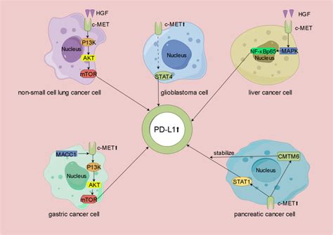 Targeting Hgf C Met Signaling To Regulate The Tumor Microenvironment