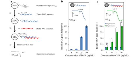 A Scheme Of Isolation Process Based On Magnetic Particles A Binding Of Download Scientific