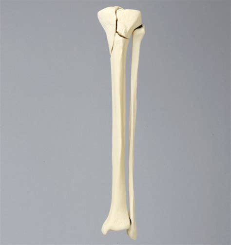 Tibia And Fibula Bones