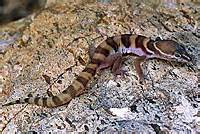 San Diego Banded Gecko Coleonyx Variegatus Abbotti