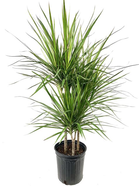 Dracaena Tree