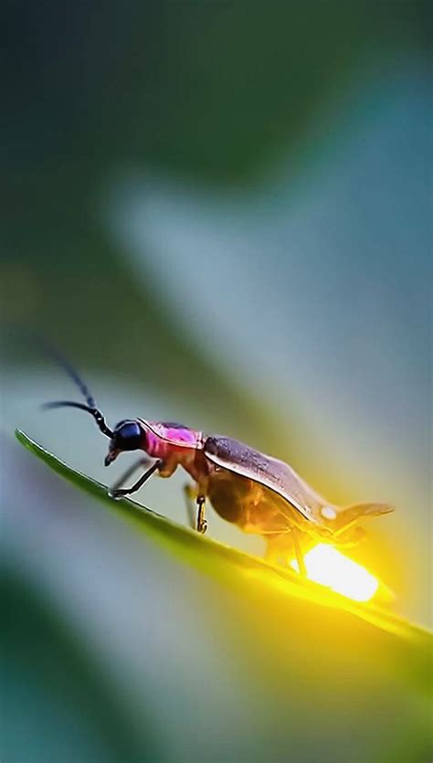 Firefly On Leaf Firefly Photography Nature Photography Tips Firefly
