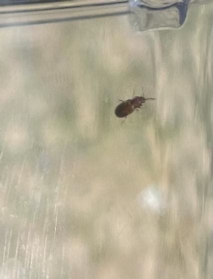 Tiny Bug BugGuide Net