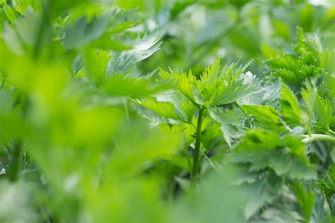 신선한 녹색 셀러리는 수확을 위해 준비된 잎입니다 양상추는 샐러드를 만들기위한 혼합물입니다 이것은 완벽한 움직임을 가진 셀러리 가든의 사진이며 배경에 흐림 또는 보케 효과가