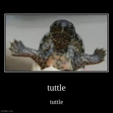Tuttle Memes And S Imgflip