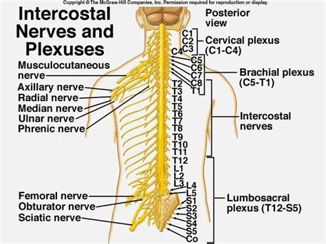 Intercostal Nerves And Plexuses Peripheral Nervous System Plexus Products Nervous System