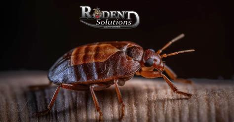 Bed Bug Extermination Rodent Solutions Inc