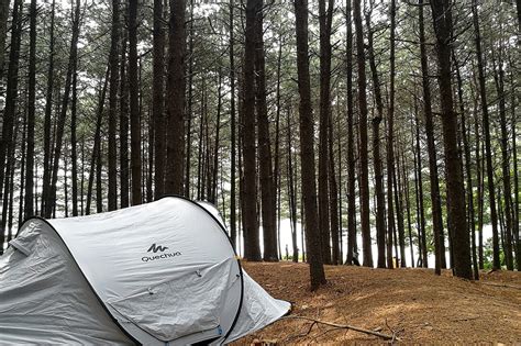 춘천 잣나무숲~ 캠핑포럼 딜바다닷컴