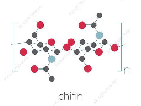 Chitin Molecular Structure