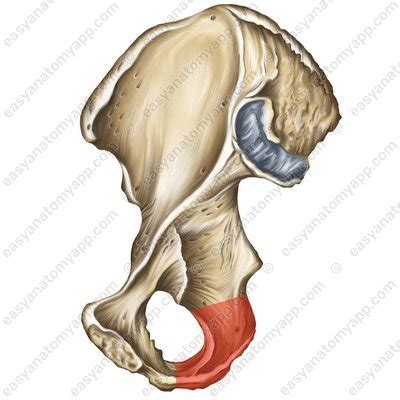 Ramus Of Ischium Function