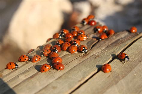 Why Do Ladybugs Keep Coming Into My Room At Maria Baum Blog