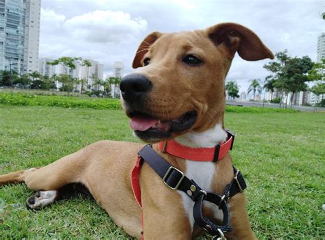 Ive Heard That She Might Be A Pitbull Mixed The Vet Doesnt Think So