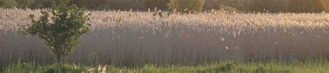 Explaining General Patterns In Species Abundance And Distributions