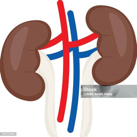 신장 시스템 개념 오줌 시스템 벡터 색상 아이콘 디자인 장기 시스템 기호 인간 해부학 기호 인체 부품 스톡 일러스트 요도에 대한